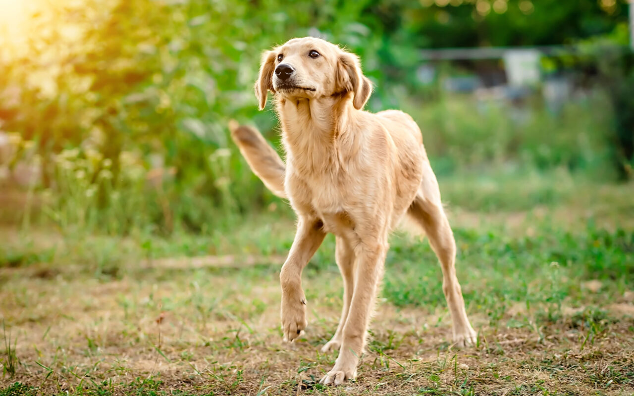 Gebitsproblemen bij een hond - Hondenpension Hesterhoeve